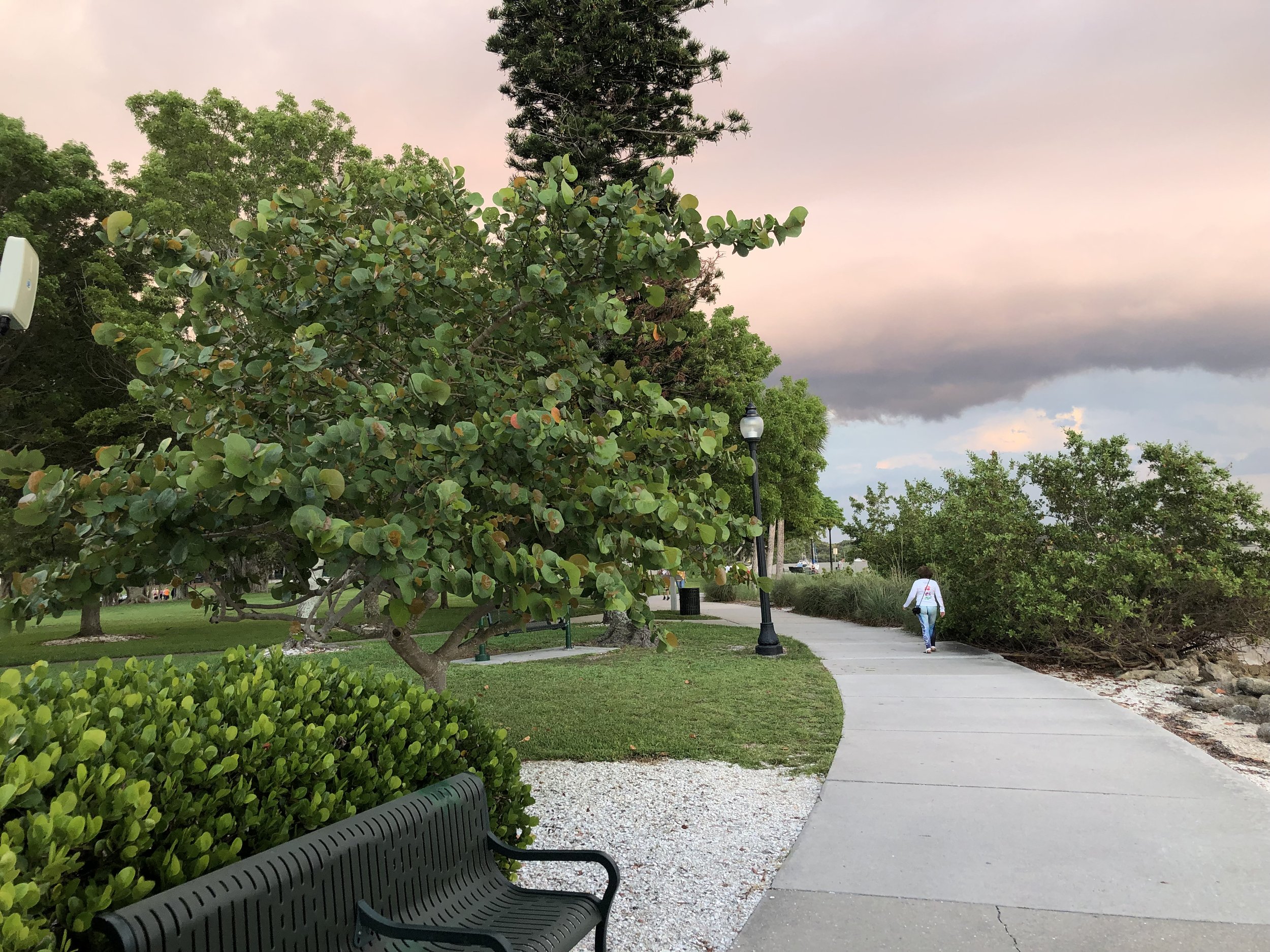 Green Buttonwood - Conocarpus erectus — Florida Native Plants Nursery & Landscaping