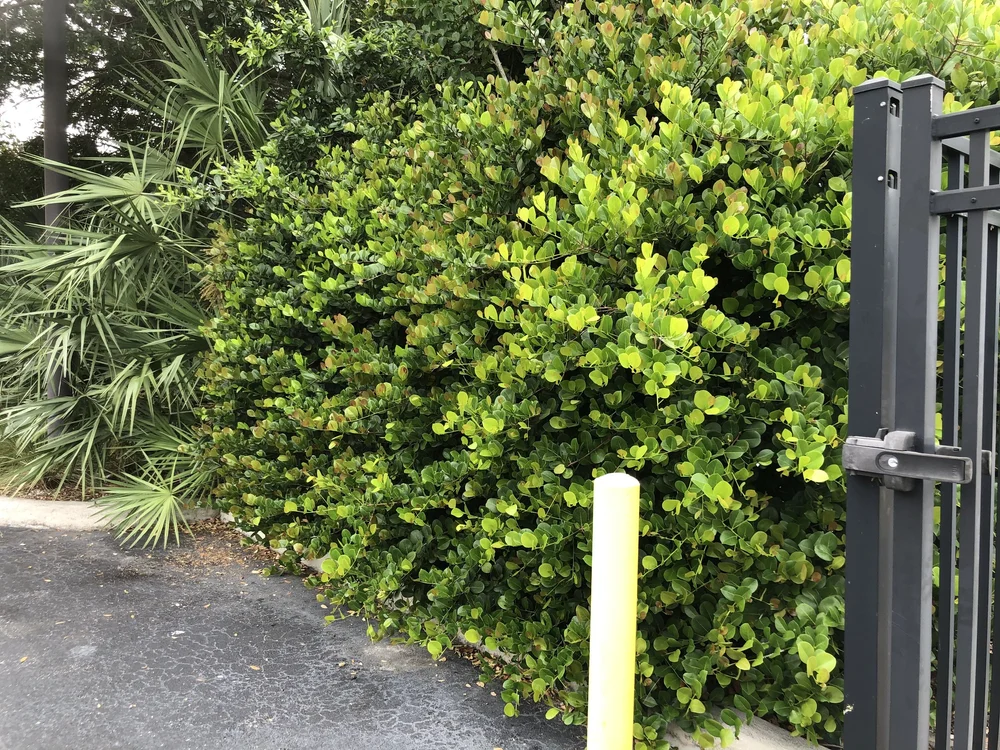 Southern Bayberry - Wax Myrtle - Myrica cerifera — Florida Native ...