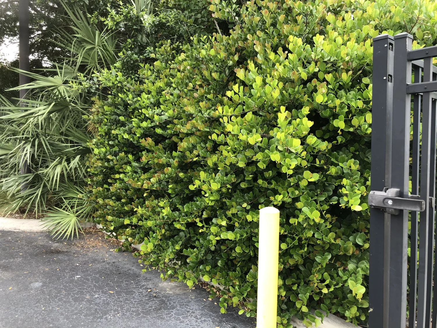 Simpson Stopper Myrcianthes fragrans — Florida Native Plants Nursery ...