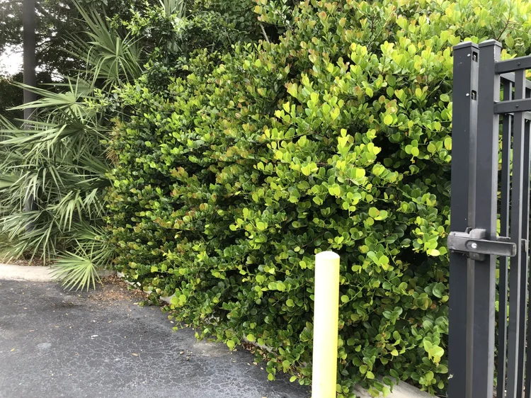 Simpson Stopper Myrcianthes fragrans — Florida Native Plants Nursery ...