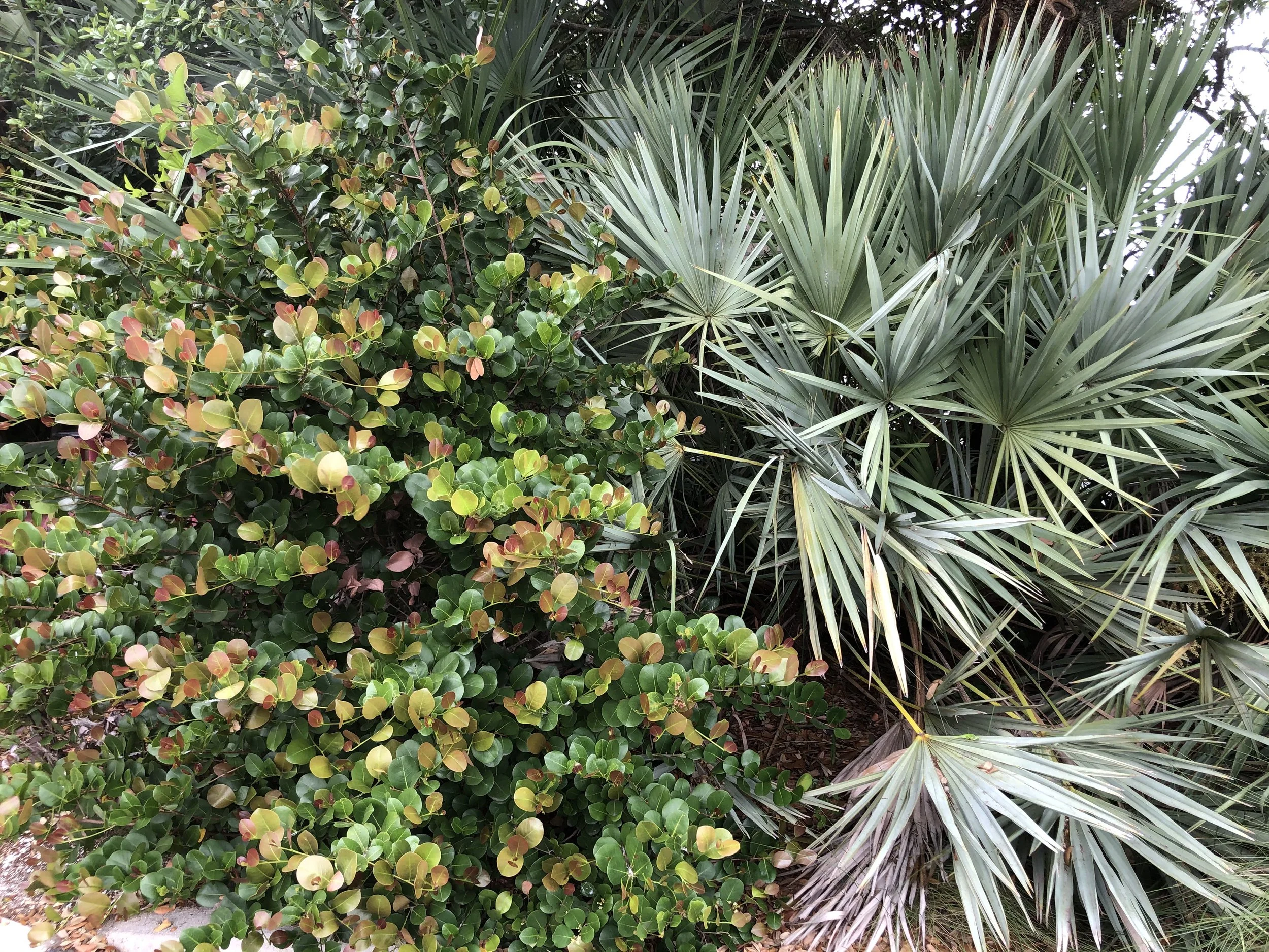 Green Buttonwood - Conocarpus erectus — Florida Native Plants Nursery & Landscaping