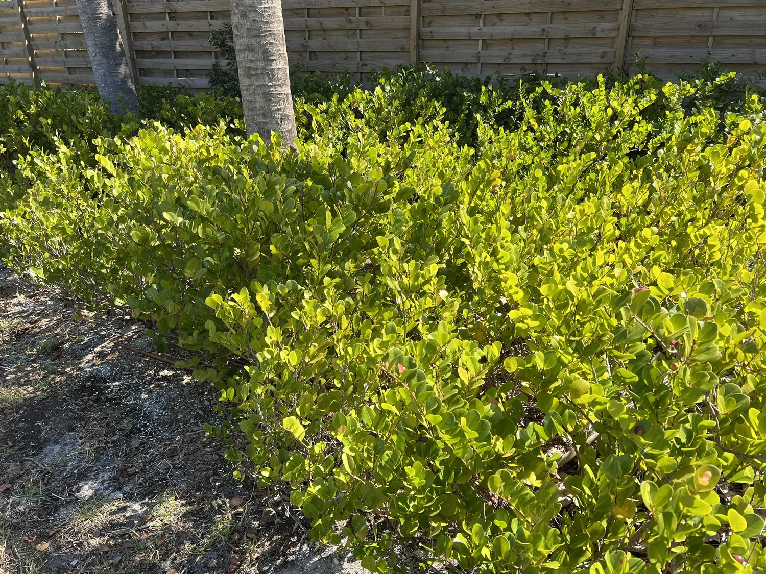 Dwarf Yaupon Holly, Ilex vomitoria 'Schillings Dwarf' — Florida Native ...