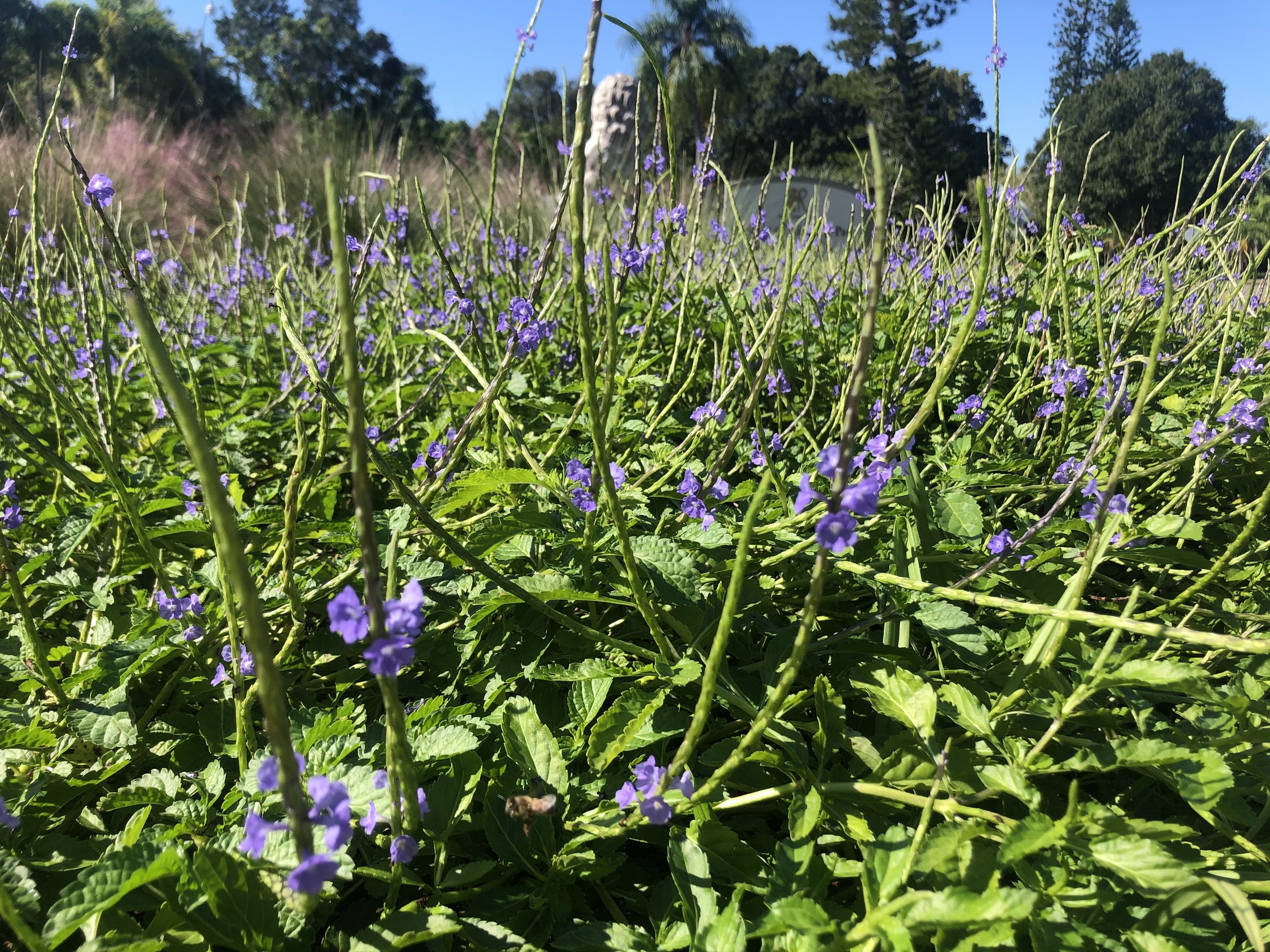Stokes Aster — Florida Native Plants Nursery & Landscaping