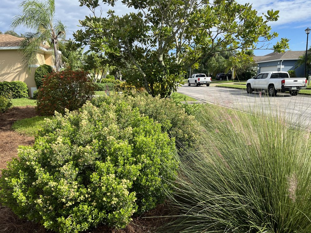 Horizontal cocoplum, Chrysobalanus icao ‘Horizontal’ — Florida Native ...