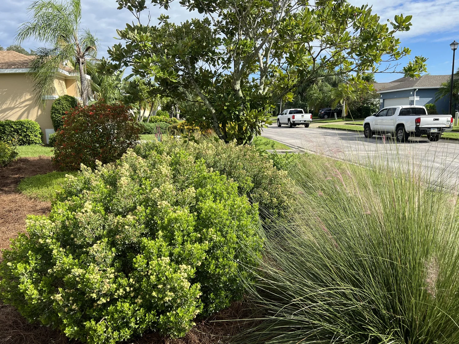 Dwarf Yaupon Holly, Ilex vomitoria 'Schillings Dwarf' — Florida Native ...