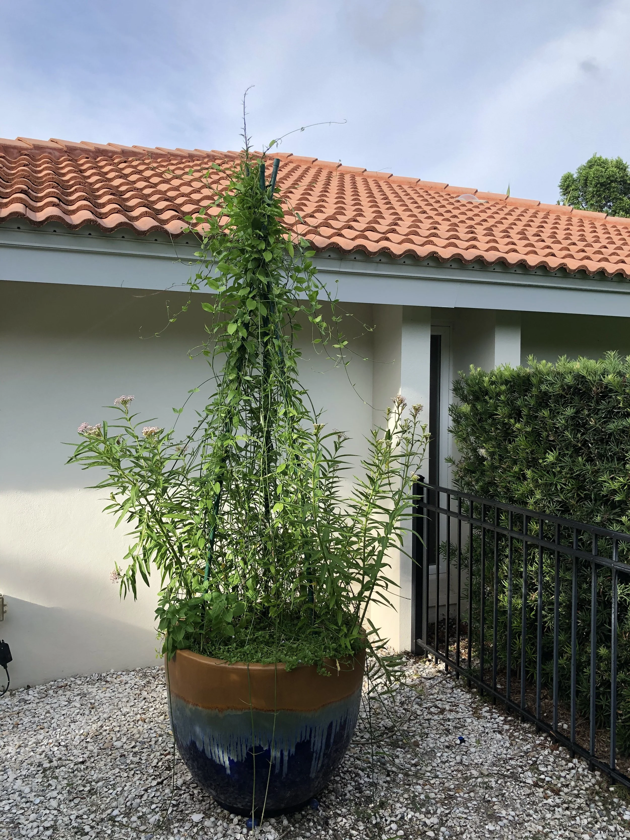 Purple Passionvine, Maypop Passionvine, Passiflora incarnata — Florida ...