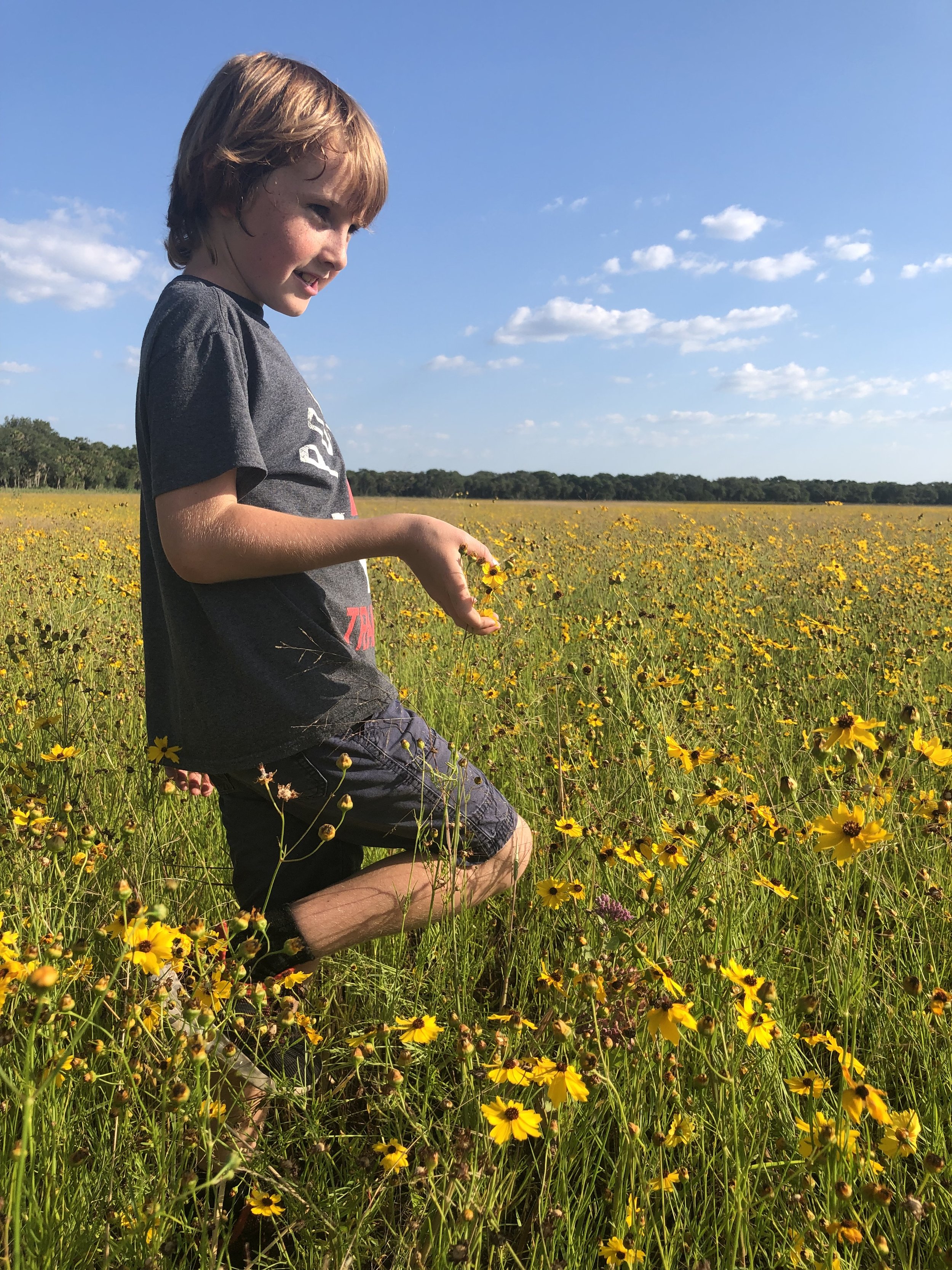 Beach Dune Sunflower - Helianthus debilis ‘vestitus’ — Florida Native ...