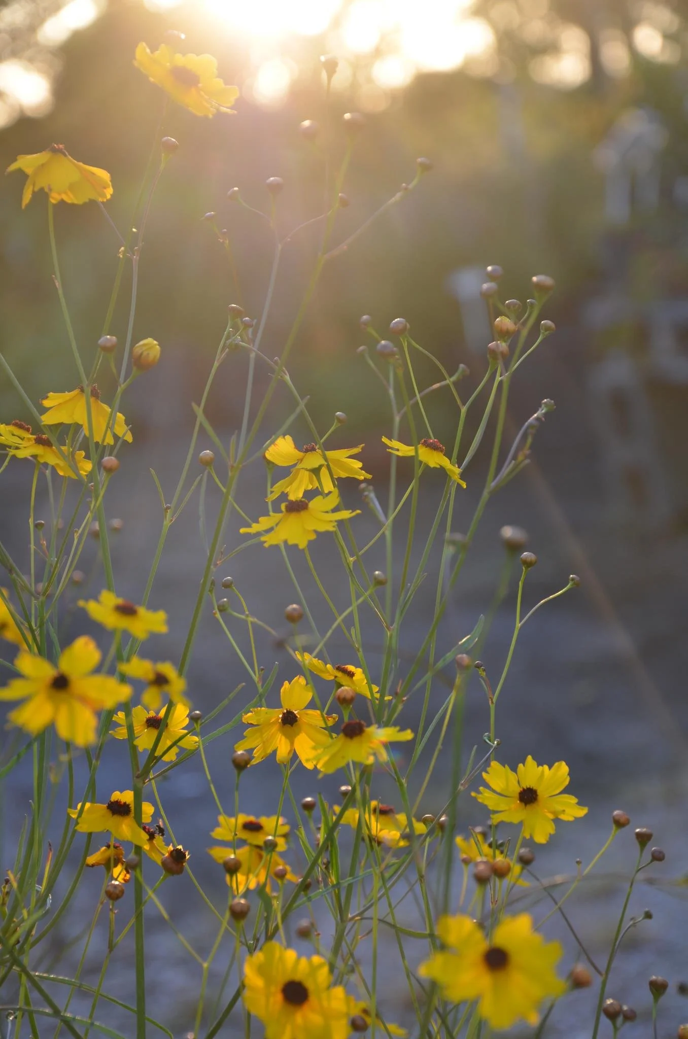 Beach Dune Sunflower - Helianthus debilis ‘vestitus’ — Florida Native ...