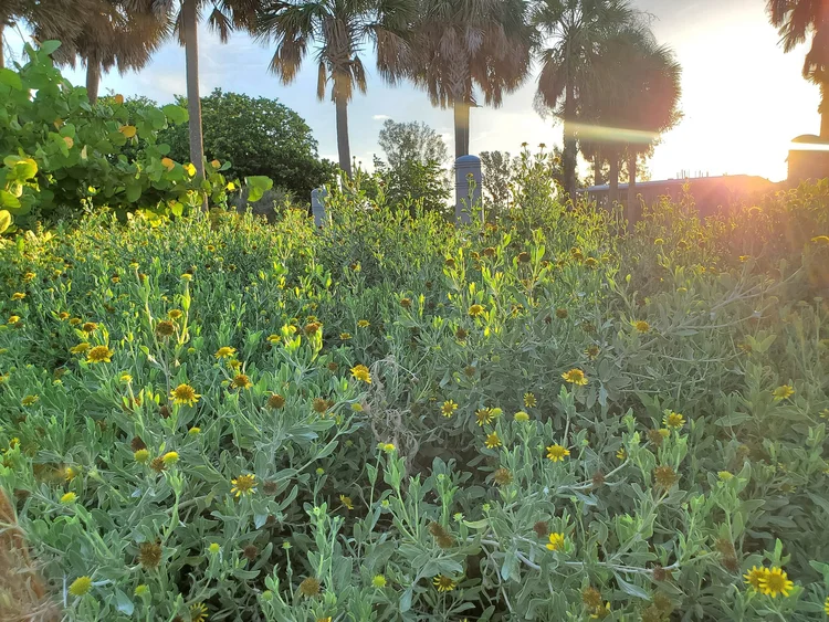 Senna mexicana var. Chapmanii, Chapman's Senna, aka Bahama Cassia ...