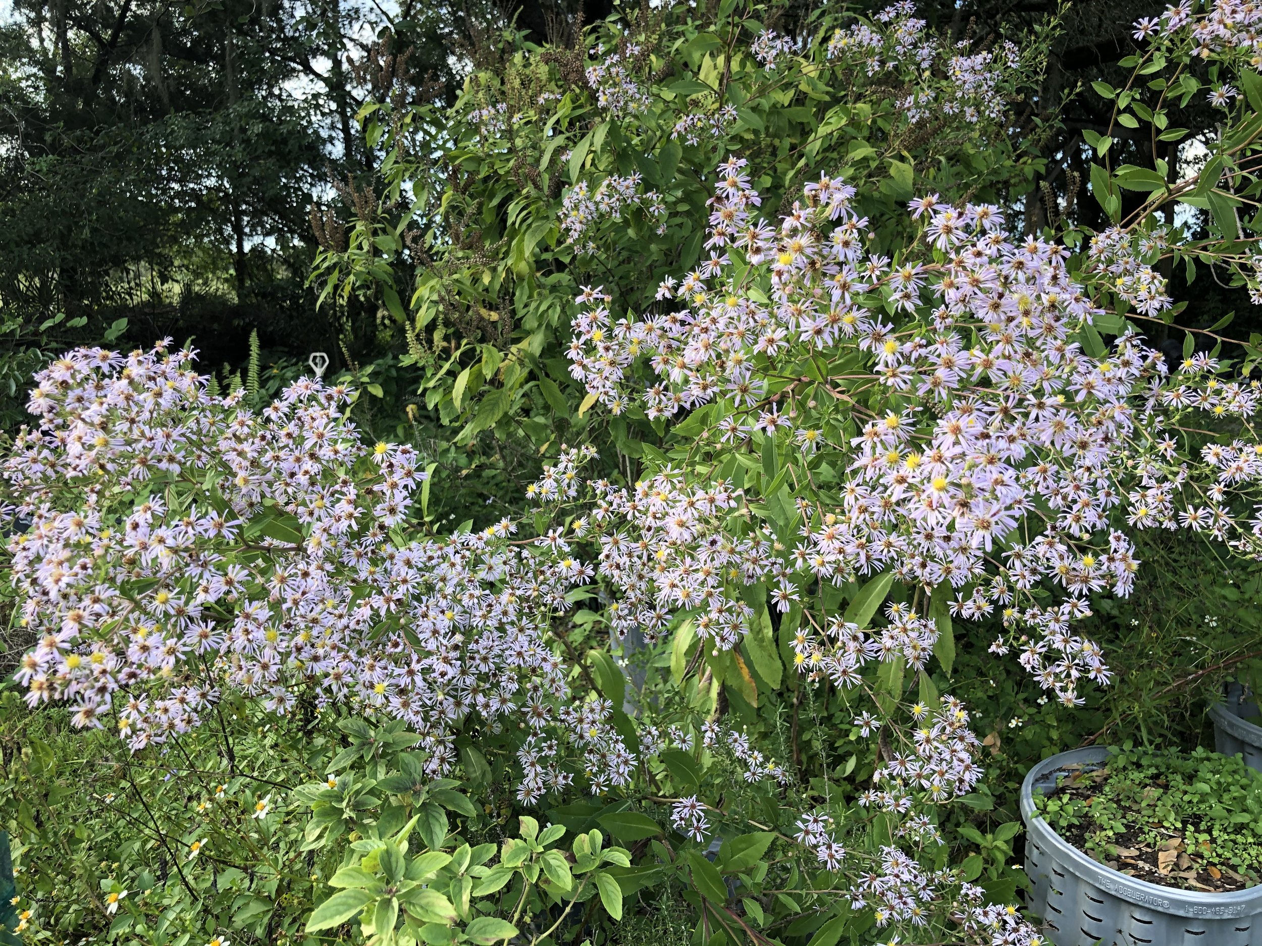 Calusa Firebush - Hamelia patens var. ‘Calusa’ — Florida Native Plants ...
