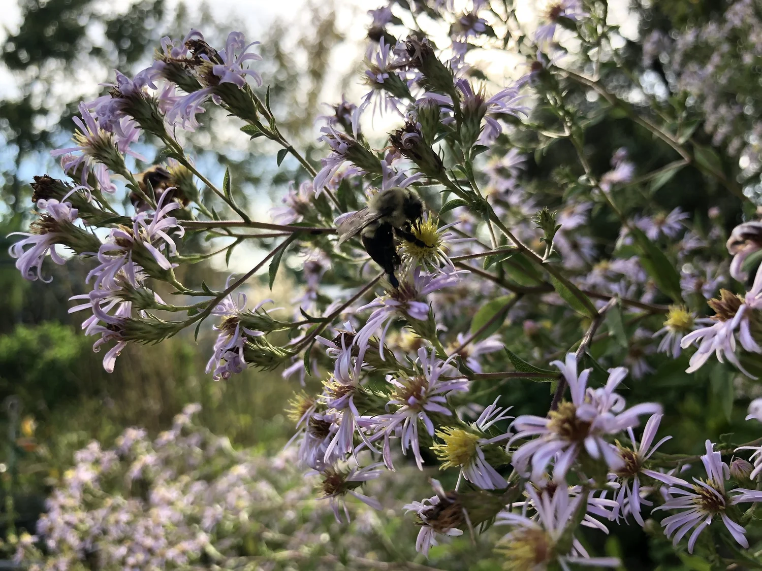 Calusa Firebush - Hamelia patens var. ‘Calusa’ — Florida Native Plants ...