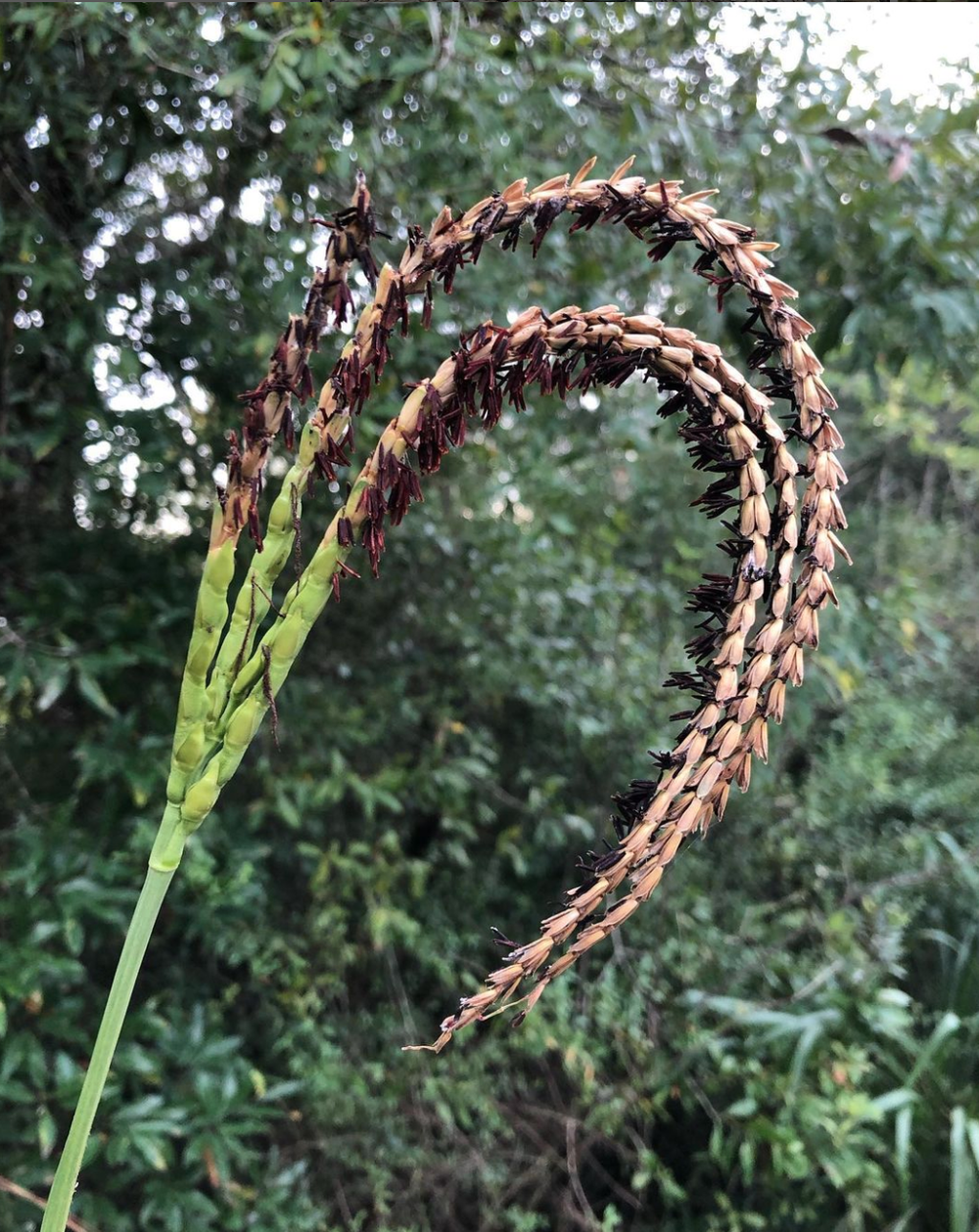 Dwarf Fakahatchee Grass — Florida Native Plants Nursery & Landscaping