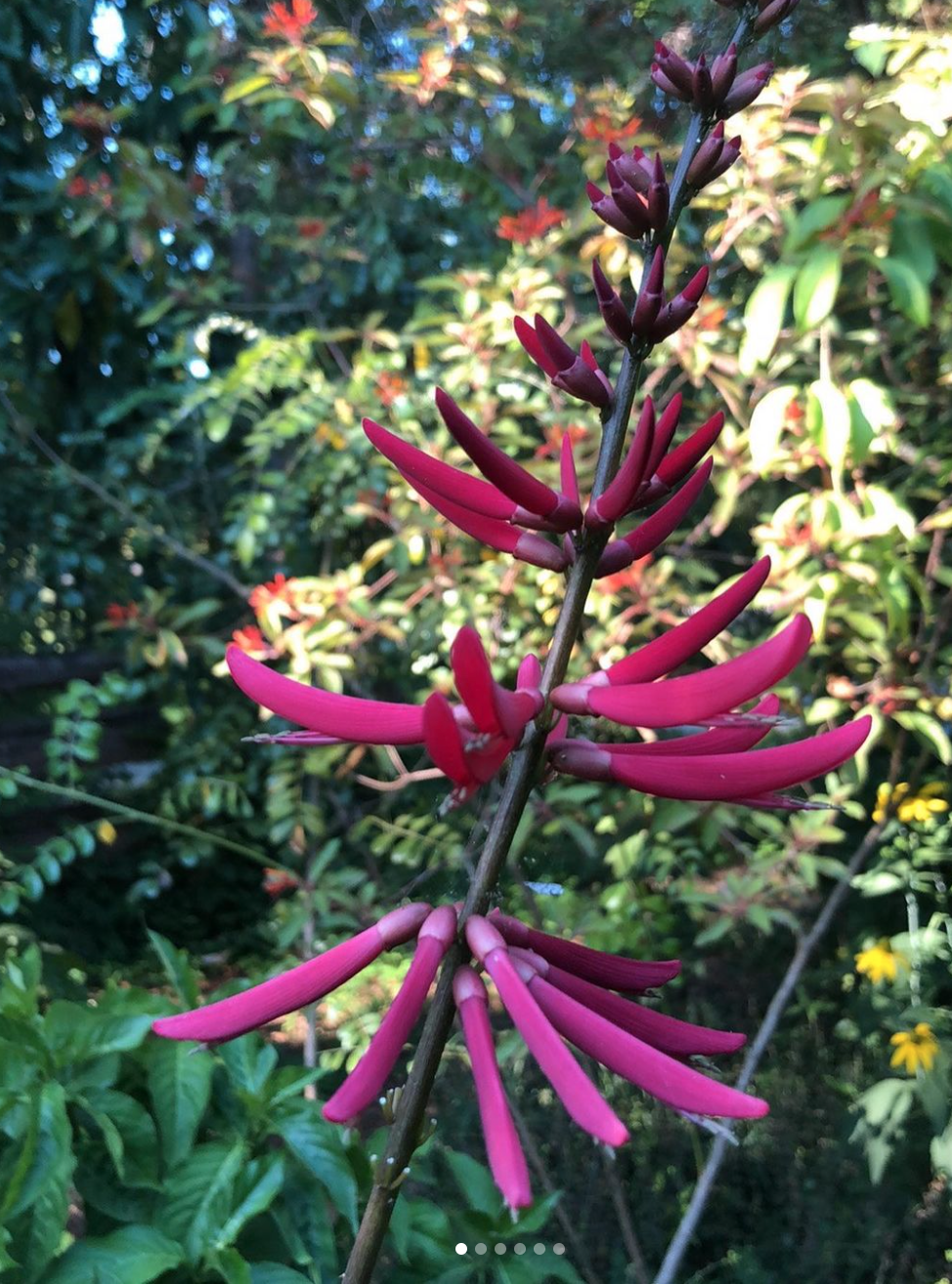 Tropical Sage - Salvia coccinea — Florida Native Plants Nursery ...