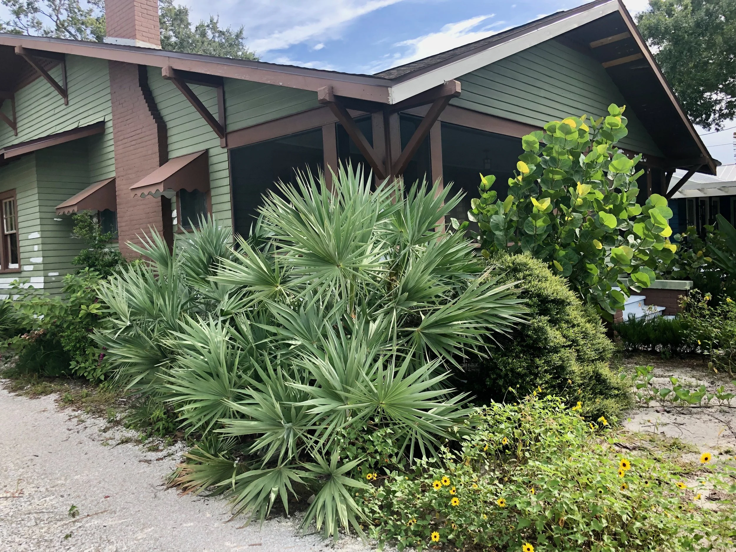 Coontie - Zamia integrifolia — Florida Native Plants Nursery & Landscaping