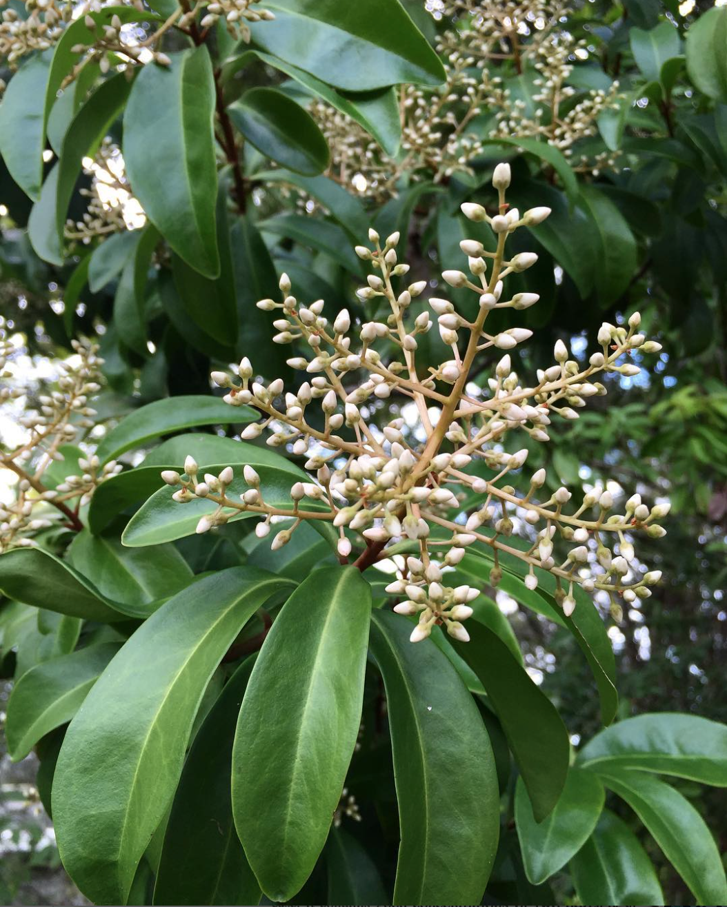 Green Buttonwood - Conocarpus erectus — Florida Native Plants Nursery ...