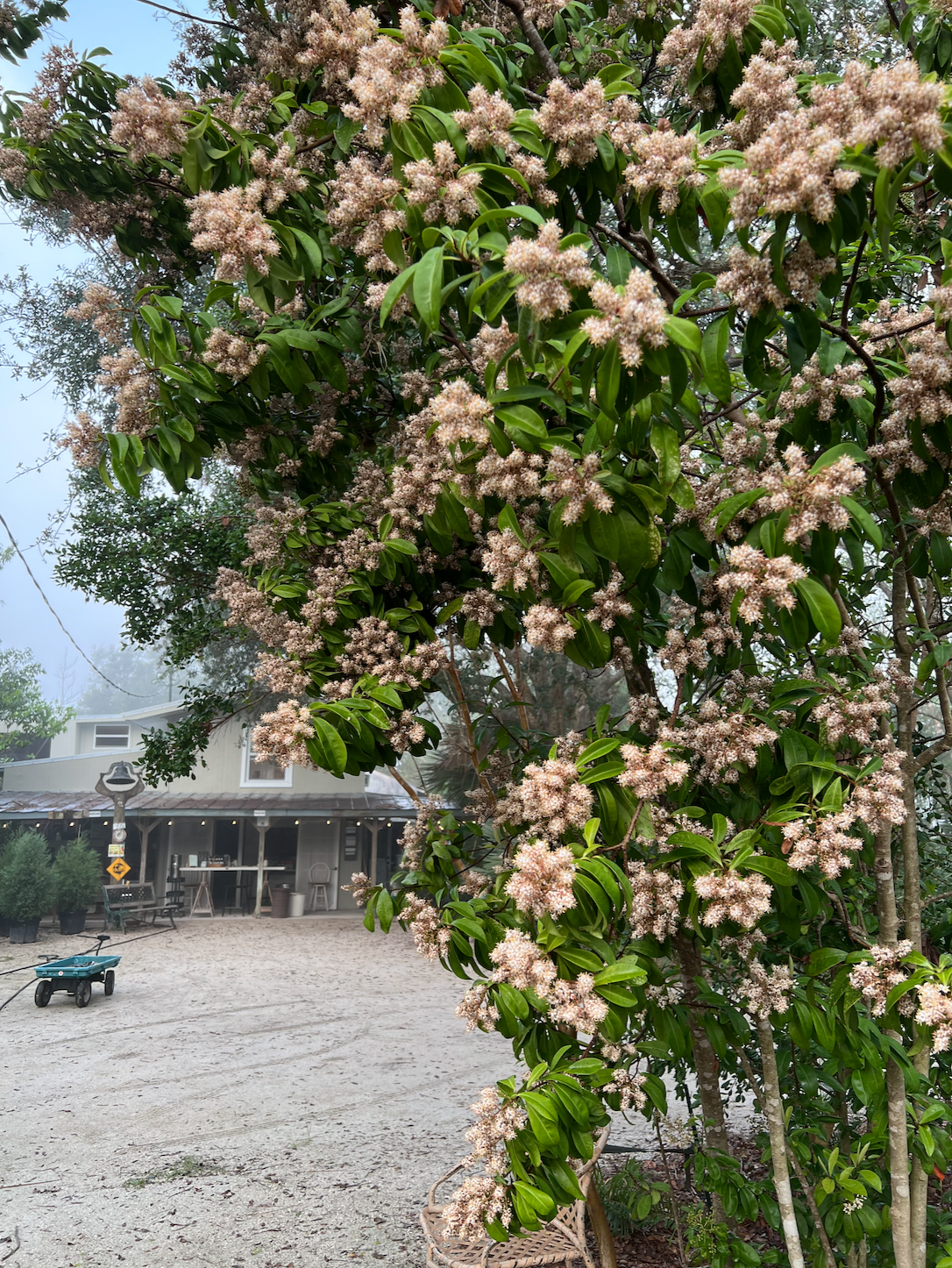 Simpson Stopper Myrcianthes fragrans — Florida Native Plants Nursery ...