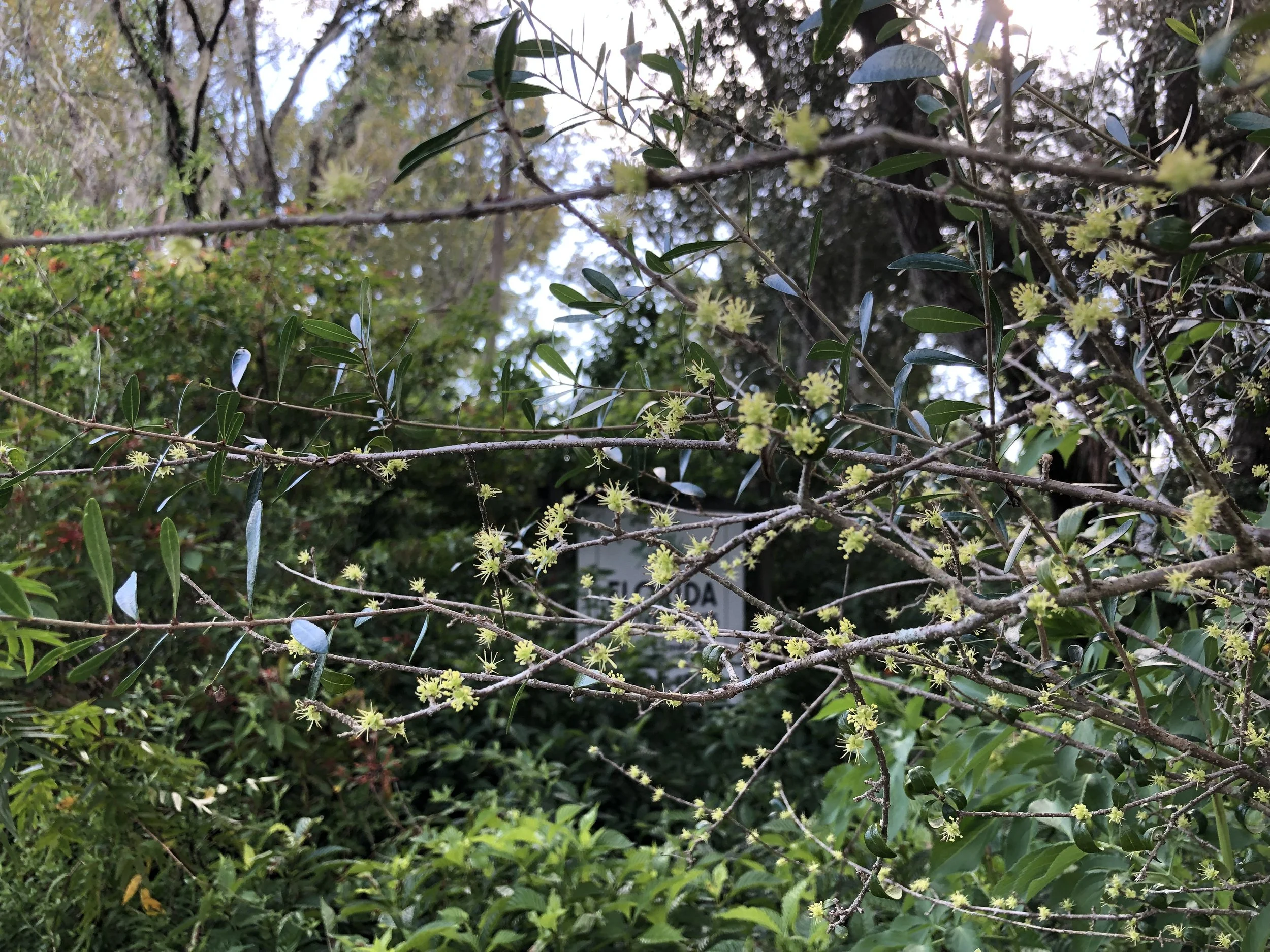 Silver Buttonwood Conocarpus erectus var. sericeus — Florida Native ...