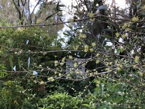 Marlberry — Florida Native Plants Nursery & Landscaping