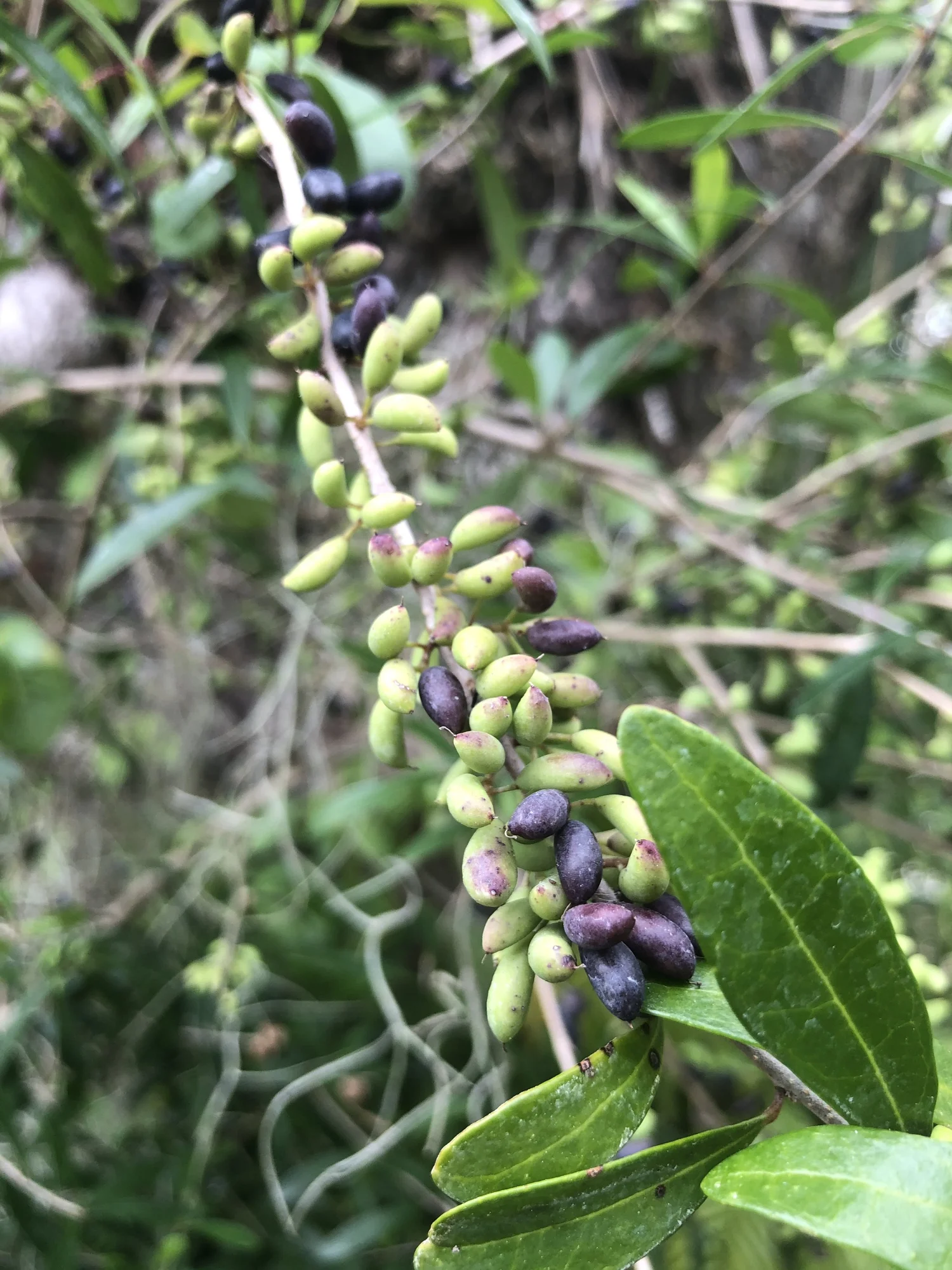 Silver Buttonwood Conocarpus erectus var. sericeus — Florida Native ...