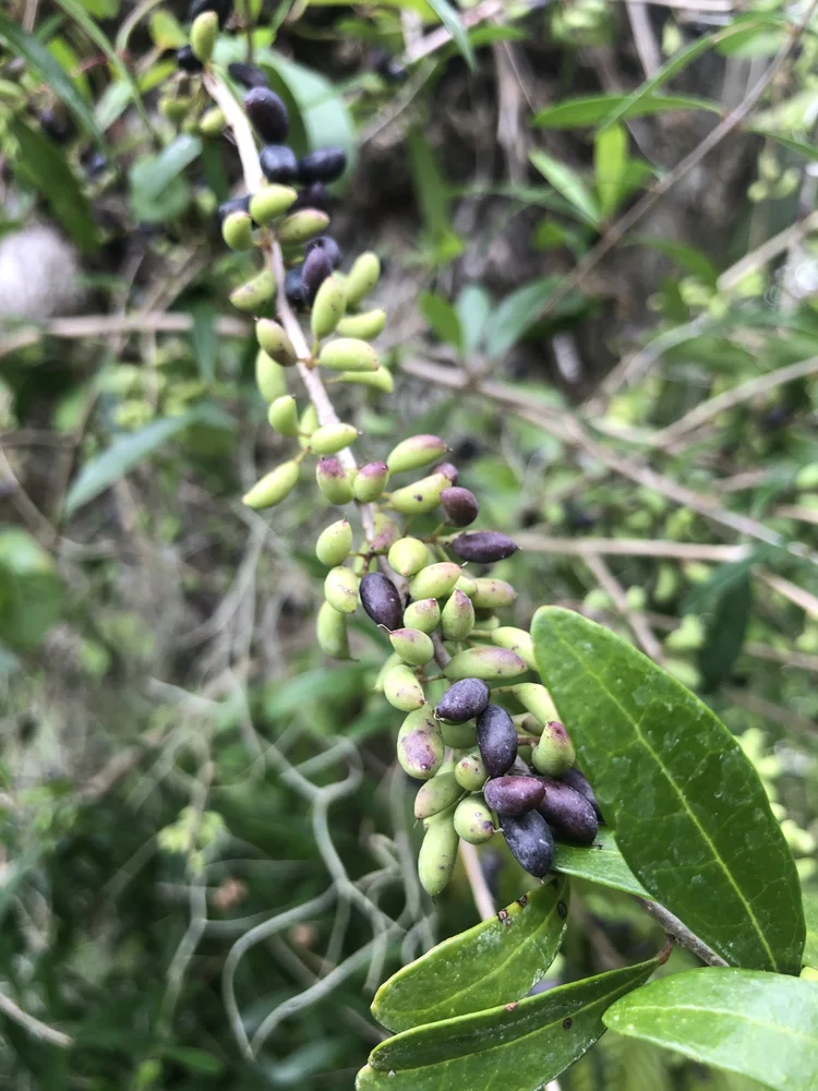 Jamaican Caper — Florida Native Plants Nursery & Landscaping