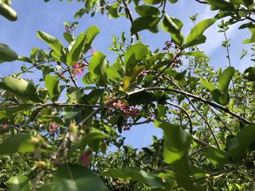 Calusa Firebush - Hamelia patens var. ‘Calusa’ — Florida Native Plants ...