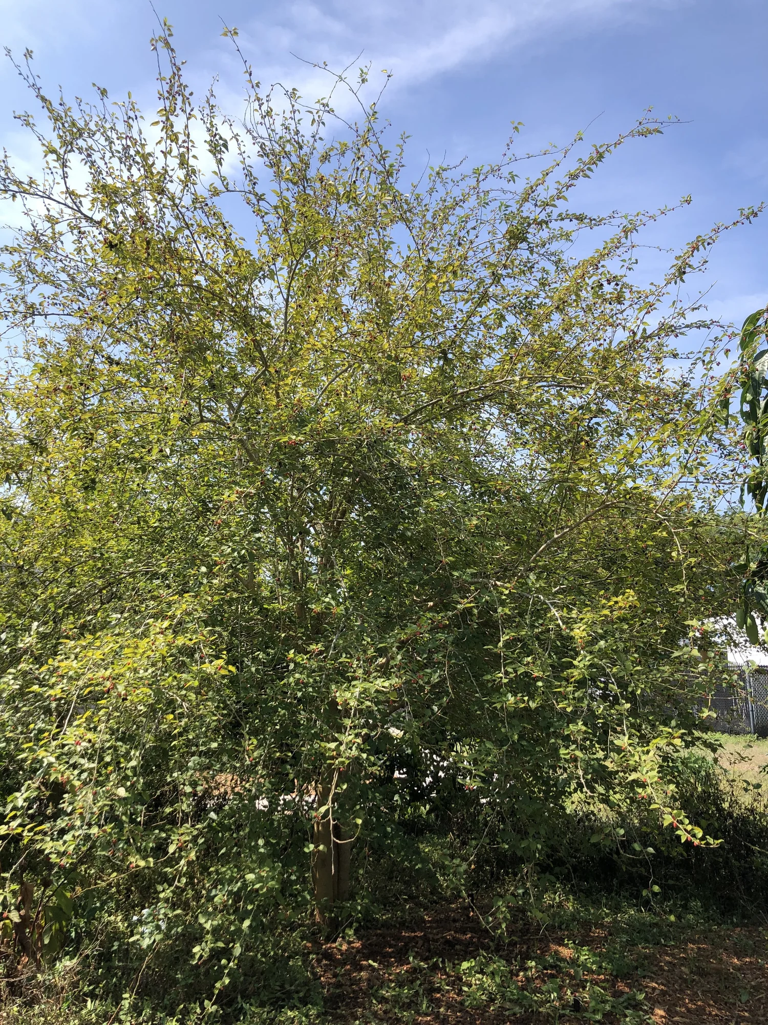 Calusa Firebush - Hamelia patens var. ‘Calusa’ — Florida Native Plants ...