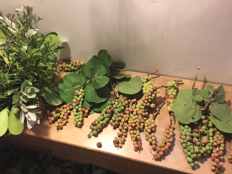 Jamaican Caper — Florida Native Plants Nursery & Landscaping