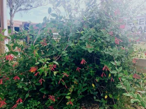 Railroad Vine - Ipomoea pes-caprae — Florida Native Plants Nursery ...