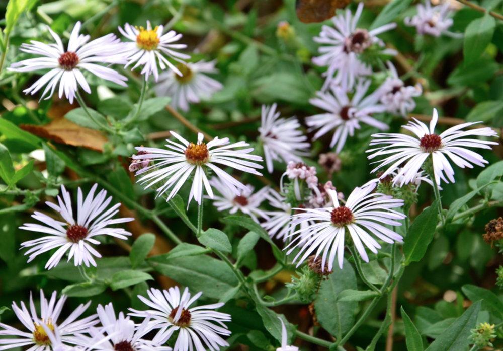 Jamaican Caper — Florida Native Plants Nursery & Landscaping