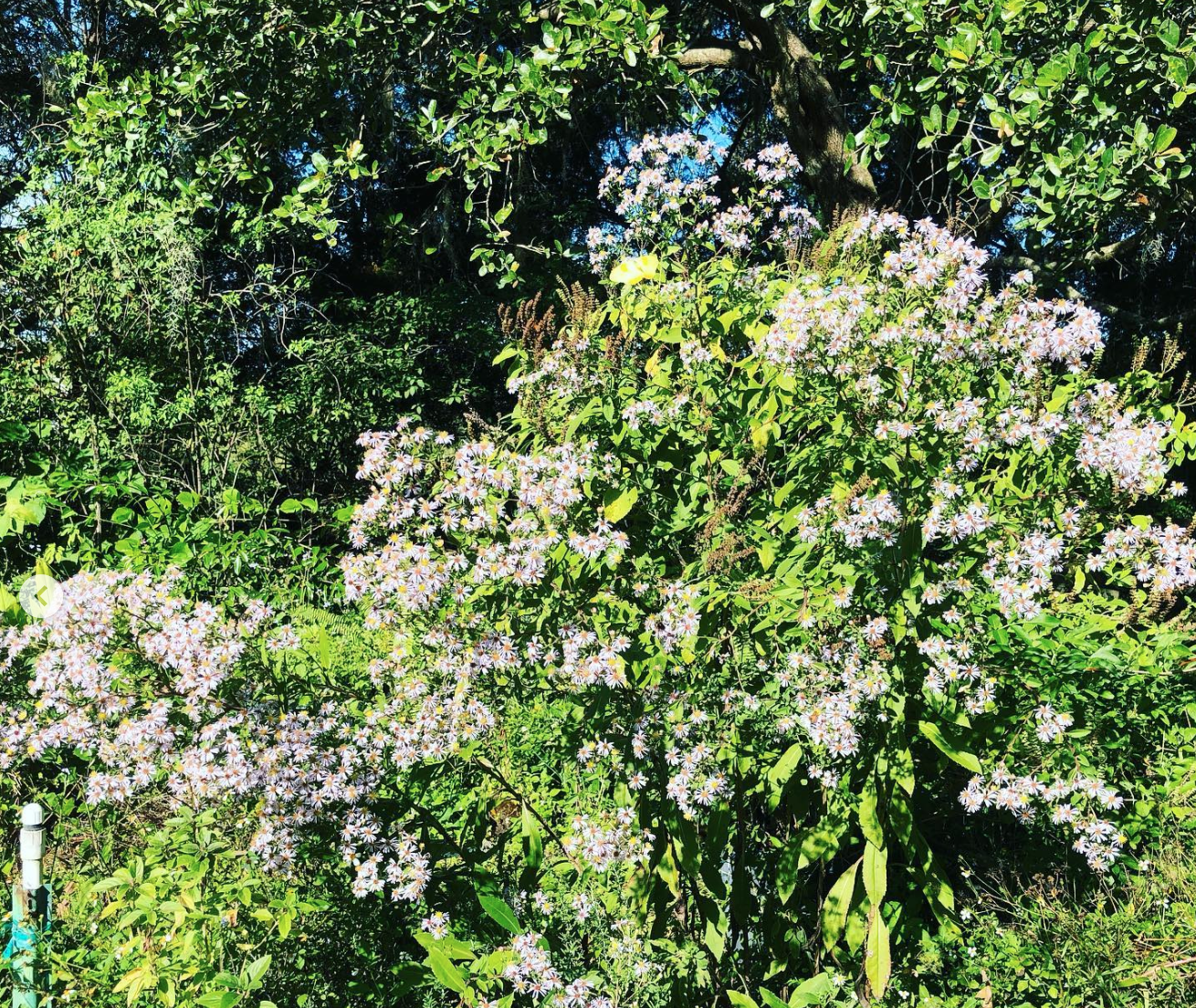 Calusa Firebush - Hamelia patens var. ‘Calusa’ — Florida Native Plants ...