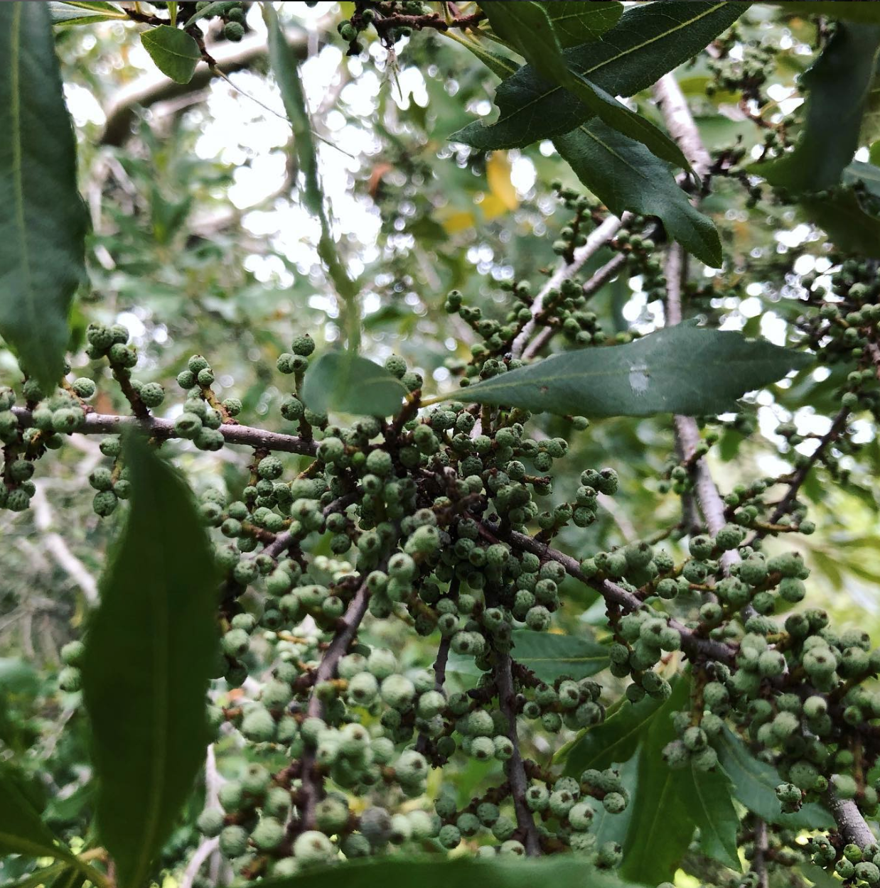 Green Buttonwood - Conocarpus erectus — Florida Native Plants Nursery ...