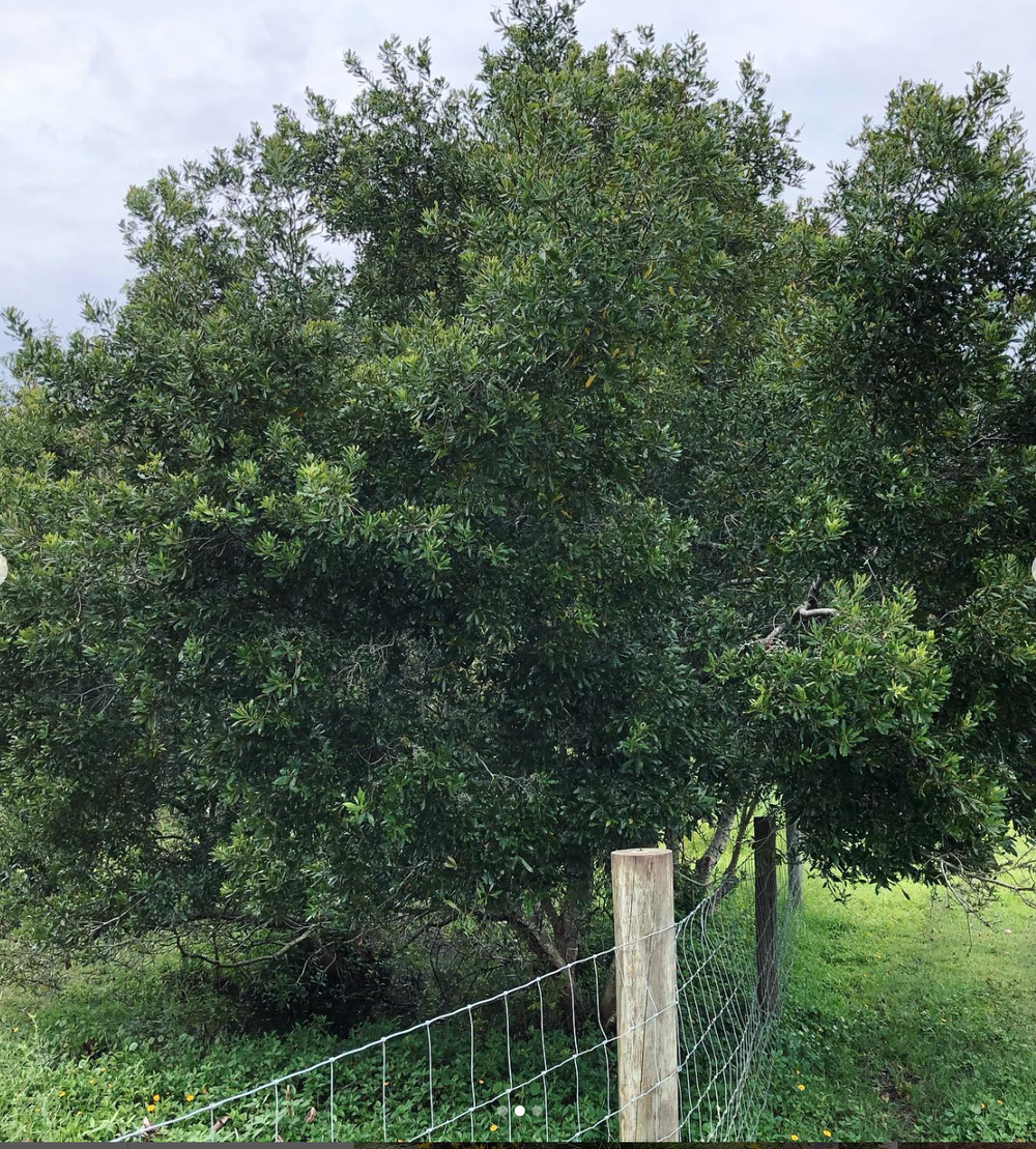 Silver Buttonwood - Conocarpus erectus var. sericeus — Florida Native ...