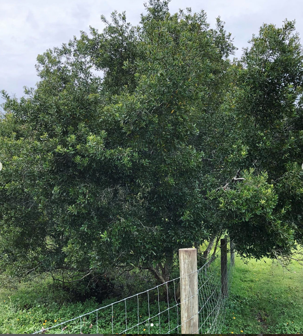 Florida Privet — Florida Native Plants Nursery & Landscaping