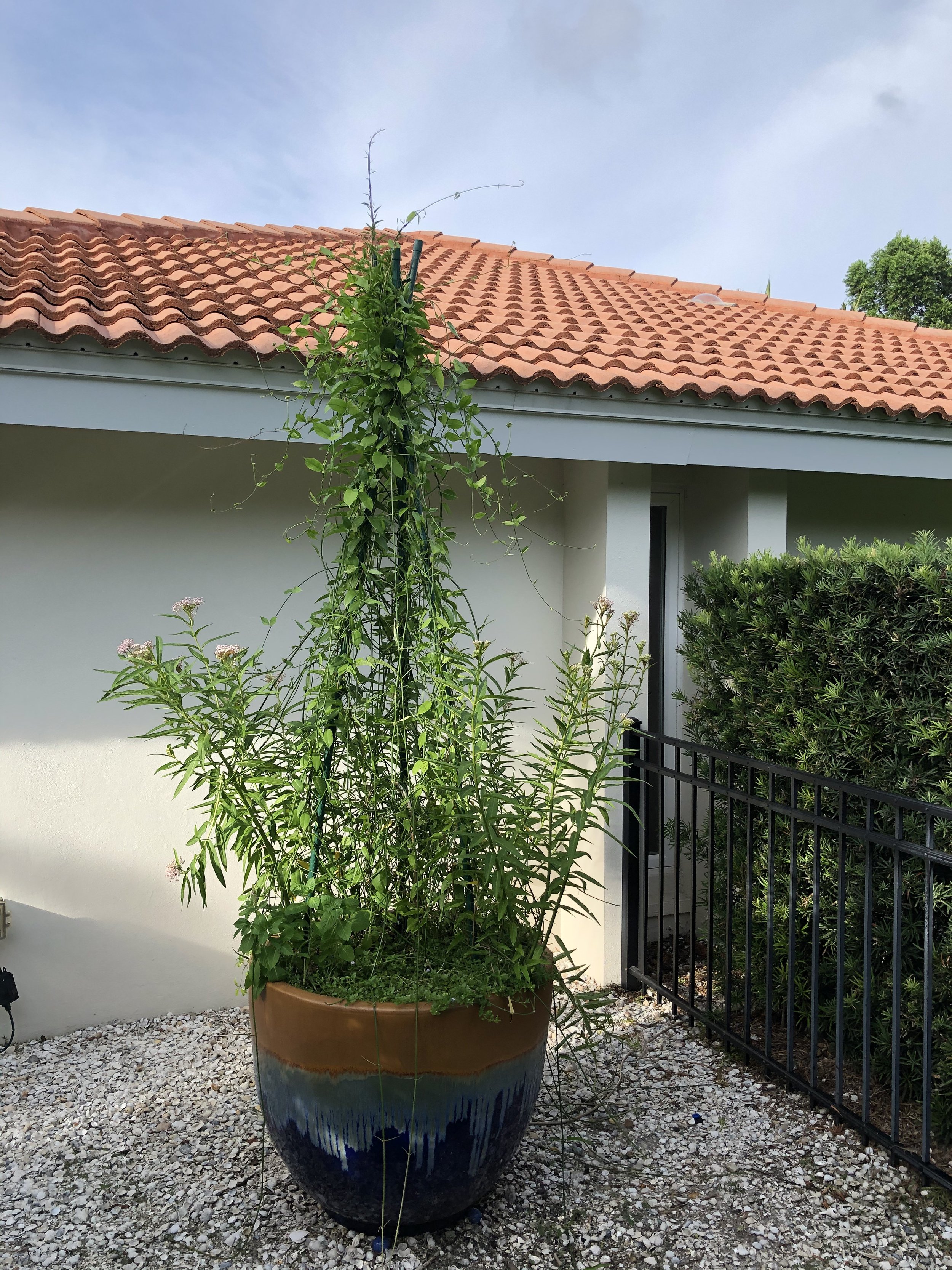 Prostrate Blue Porterweed — Florida Native Plants Nursery & Landscaping