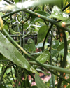 Prostrate Blue Porterweed — Florida Native Plants Nursery & Landscaping