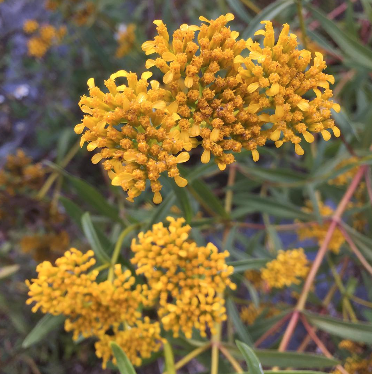 Frogfruit, Phyla nodiflora — Florida Native Plants Nursery & Landscaping