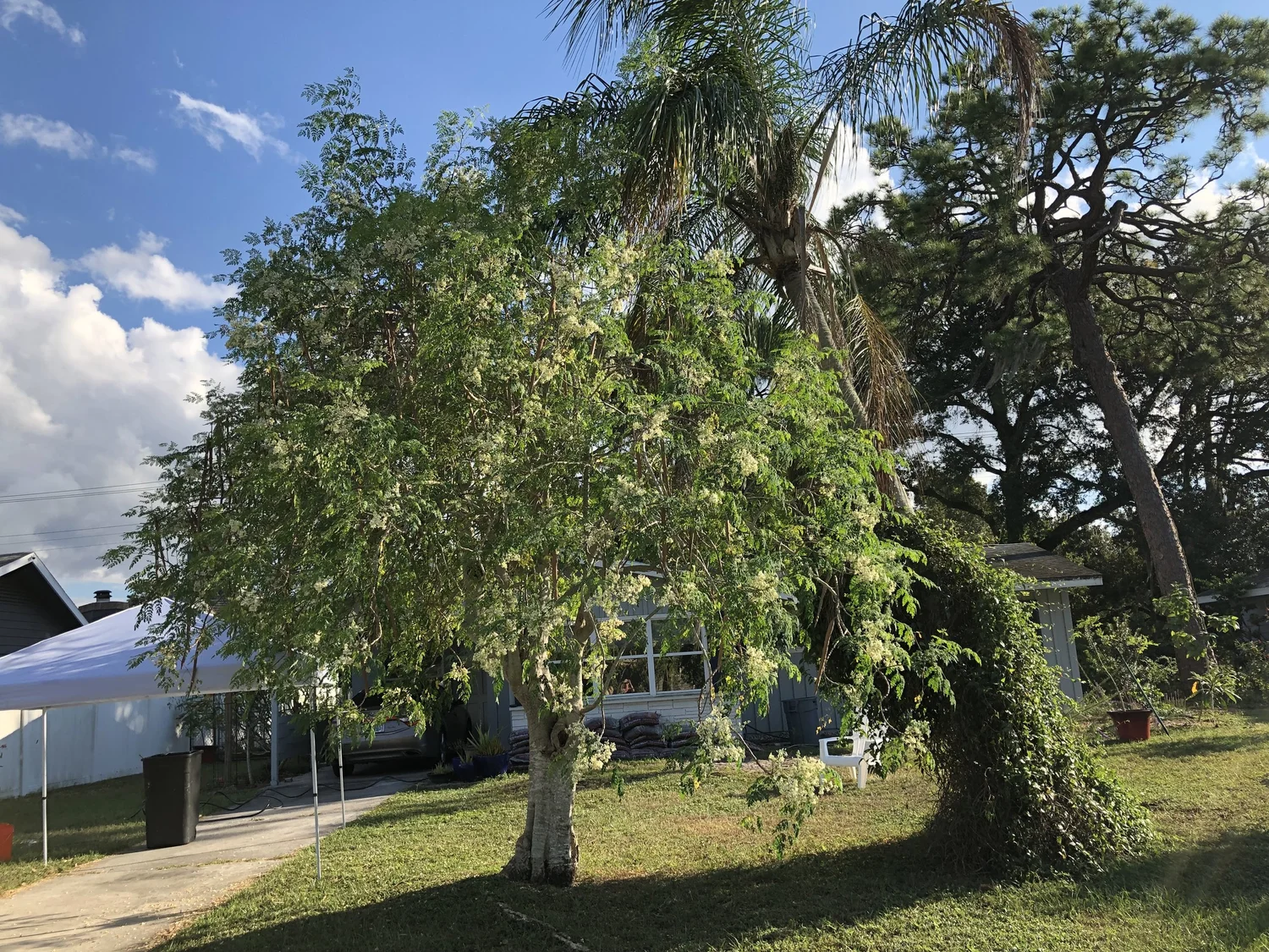 Moringa Oleifera Tree