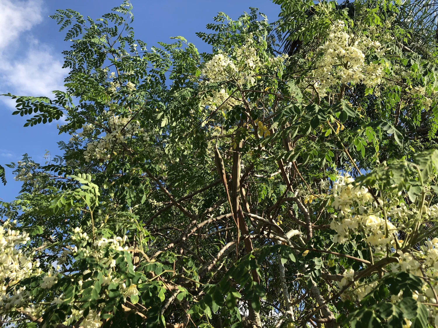 Moringa Tree
