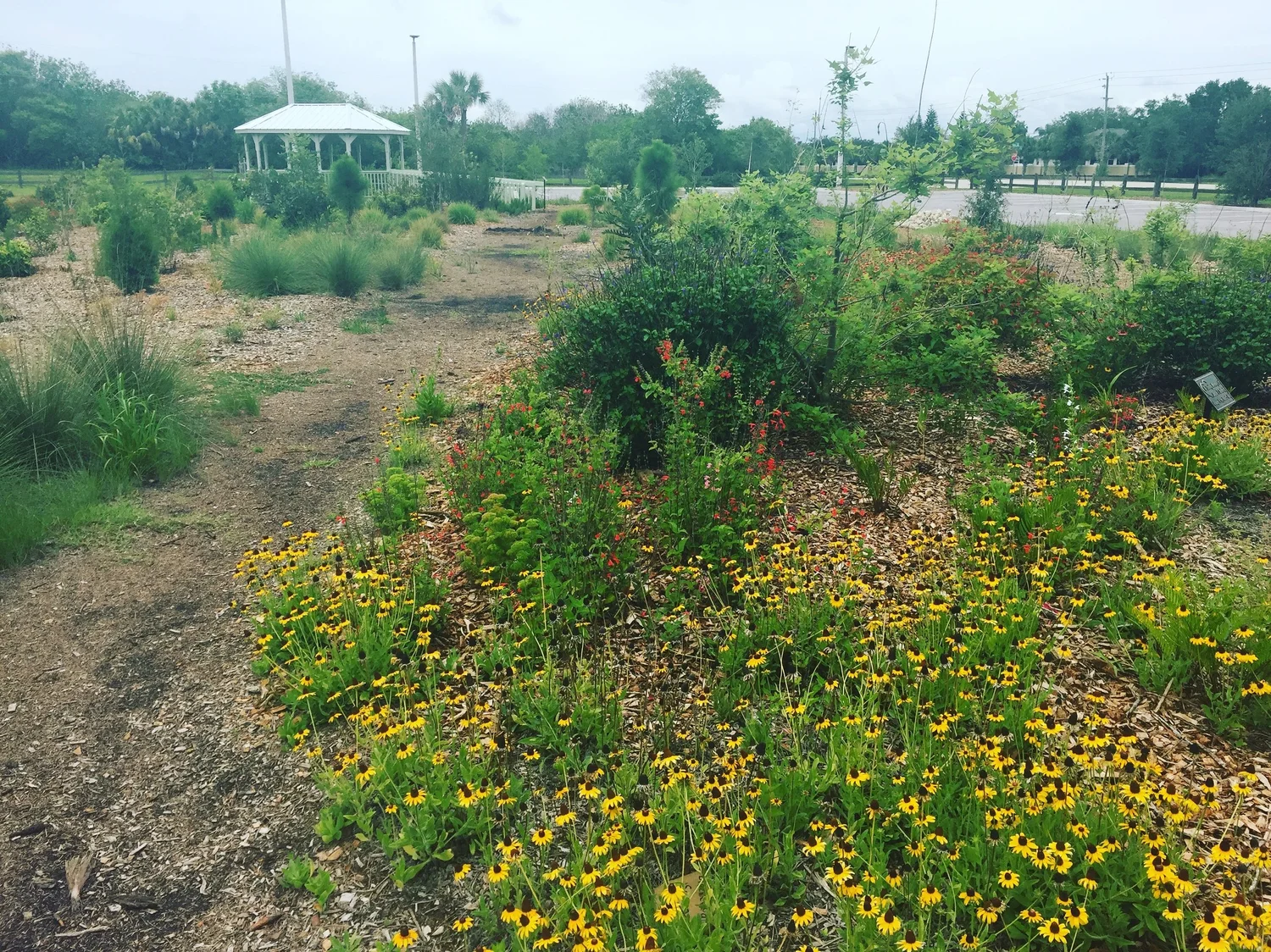 Rudbeckia Hirta Black Eyed Susan