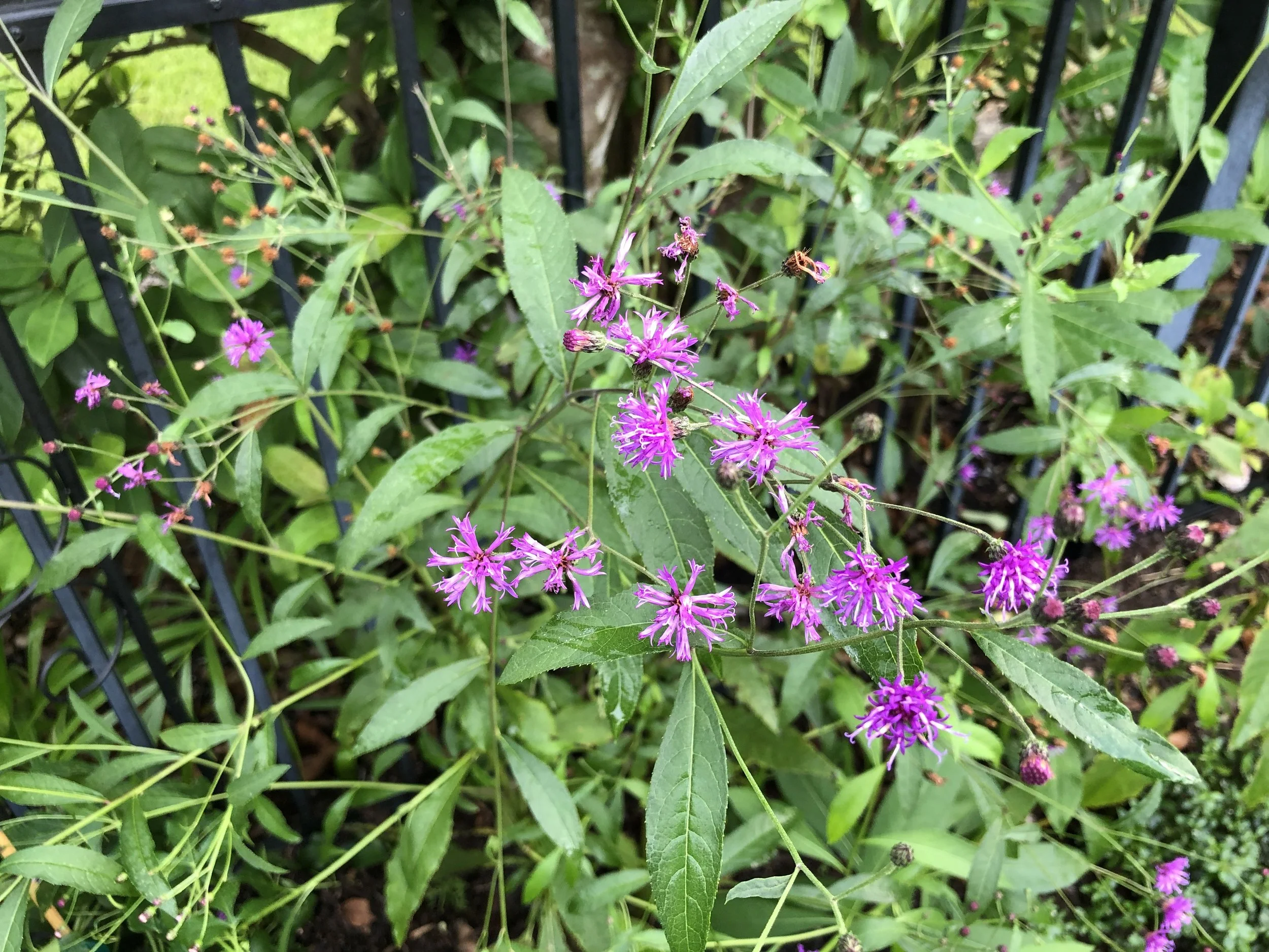 Calusa Firebush - Hamelia patens var. ‘Calusa’ — Florida Native Plants ...