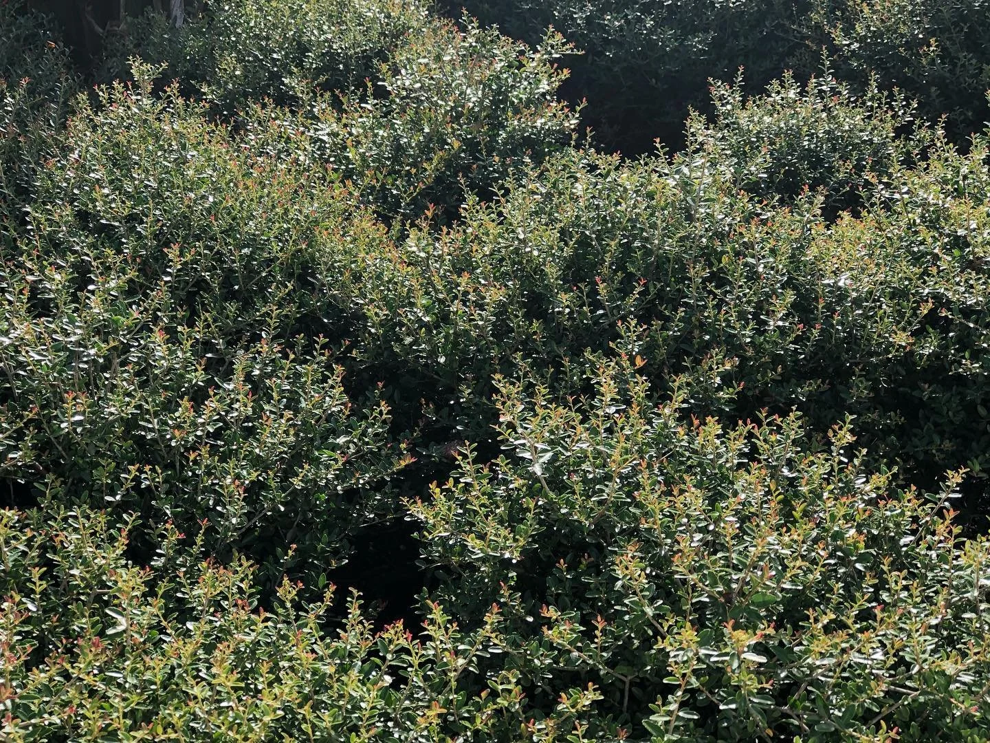Dwarf Pitch Apple, Clusia rosea 'Nana' — Florida Native Plants Nursery ...