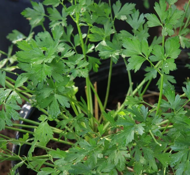 Prostrate Blue Porterweed — Florida Native Plants Nursery & Landscaping