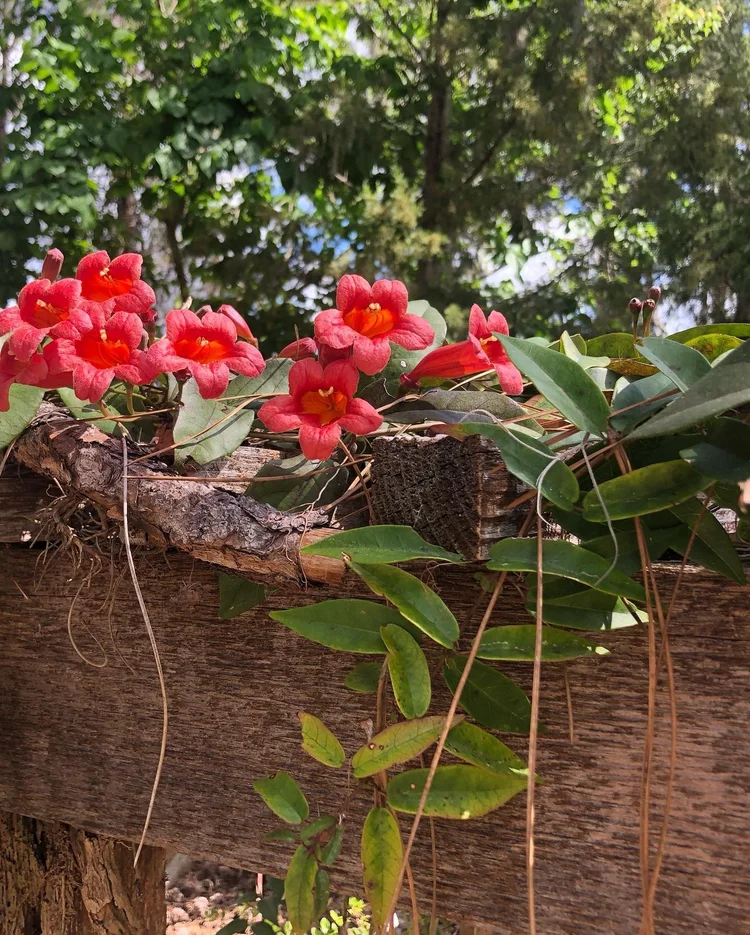 Railroad Vine - Ipomoea pes-caprae — Florida Native Plants Nursery ...