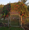Railroad Vine - Ipomoea pes-caprae — Florida Native Plants Nursery ...