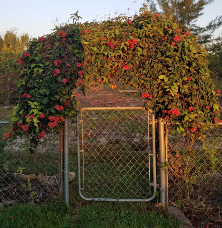Railroad Vine - Ipomoea pes-caprae — Florida Native Plants Nursery ...