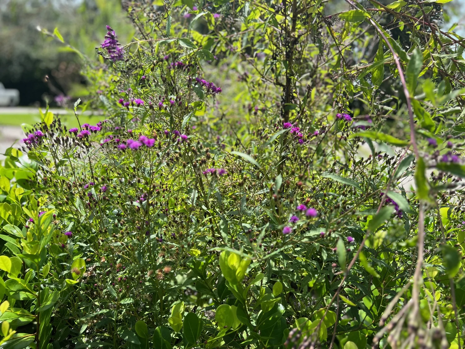Calusa Firebush - Hamelia patens var. ‘Calusa’ — Florida Native Plants ...
