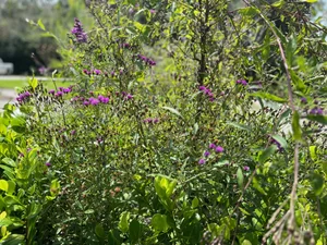 Calusa Firebush - Hamelia patens var. ‘Calusa’ — Florida Native Plants ...
