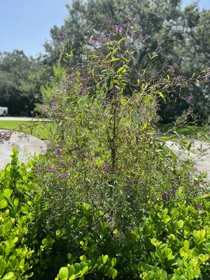 Calusa Firebush - Hamelia patens var. ‘Calusa’ — Florida Native Plants ...