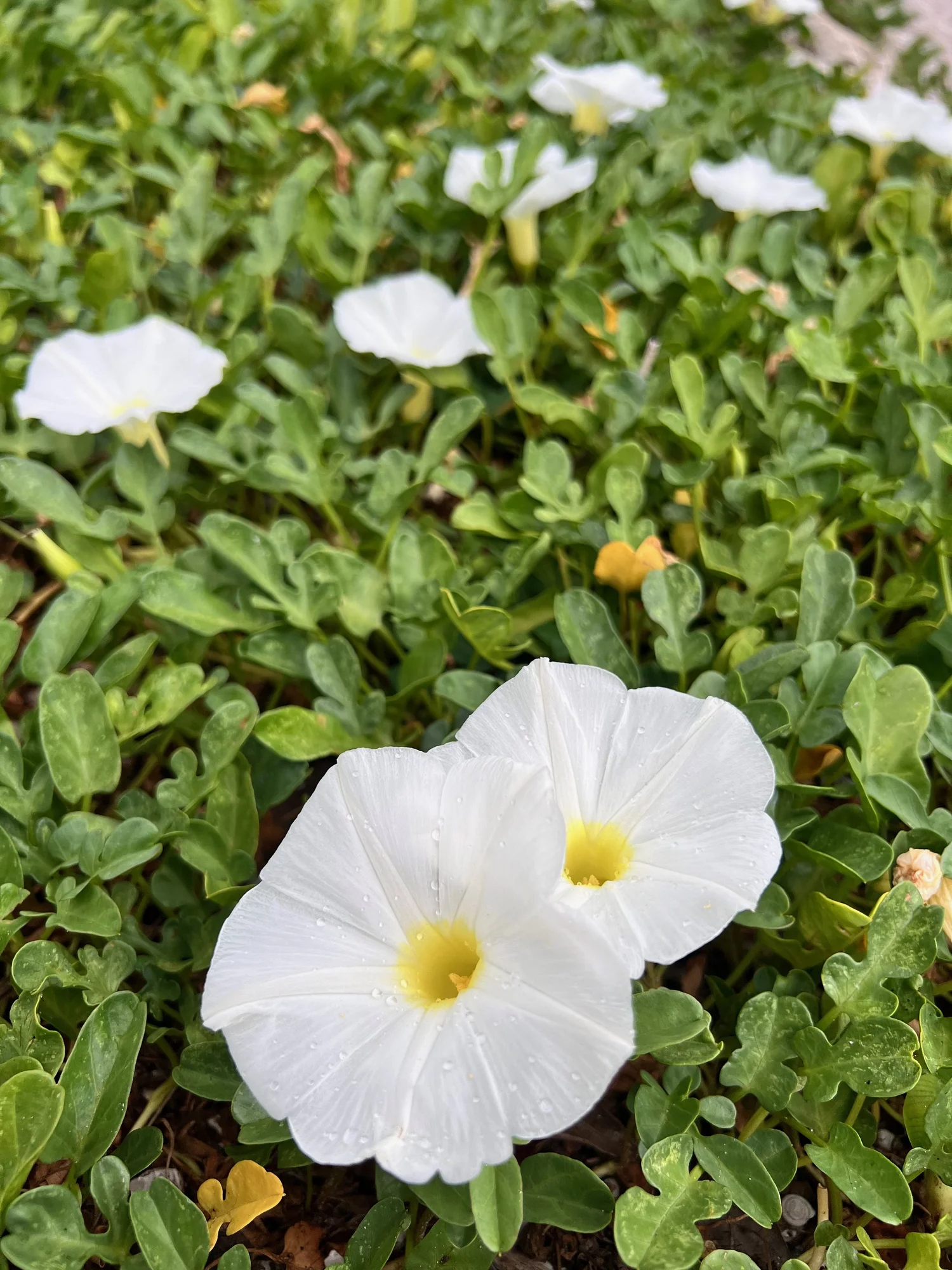 Orange Geiger, Cordia sebestena — Florida Native Plants Nursery ...