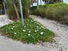 Orange Geiger, Cordia sebestena — Florida Native Plants Nursery ...